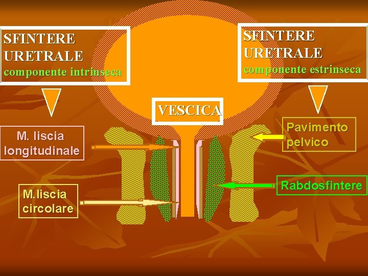 FISIOLOGIA DELLA MINZIONE CLINICA UROLOGICA ED ANDROLOGICA UNIVERSITA