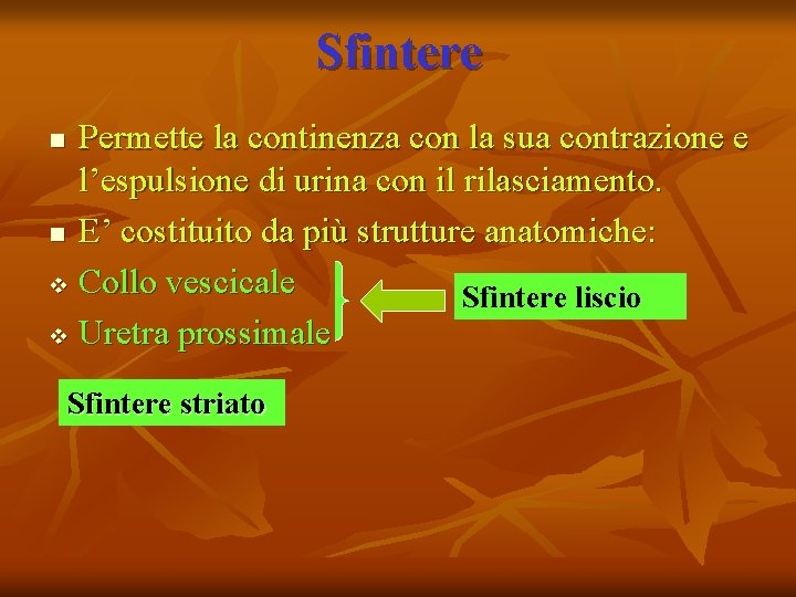 FISIOLOGIA DELLA MINZIONE CLINICA UROLOGICA ED ANDROLOGICA UNIVERSITA