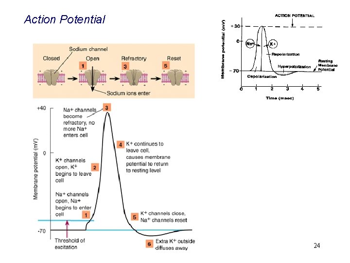 How and why neurons fire 1 Neurophysiological Background