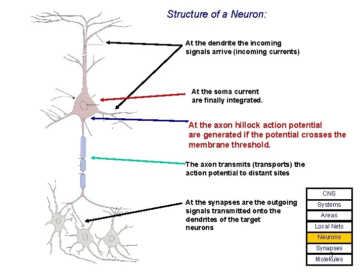 How and why neurons fire 1 Neurophysiological Background