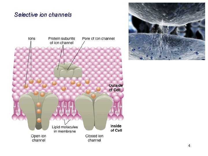 How and why neurons fire 1 Neurophysiological Background