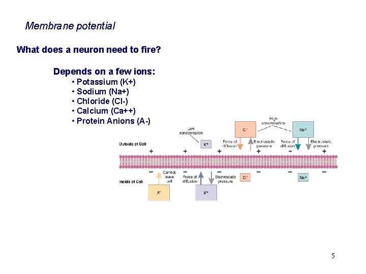 How and why neurons fire 1 Neurophysiological Background