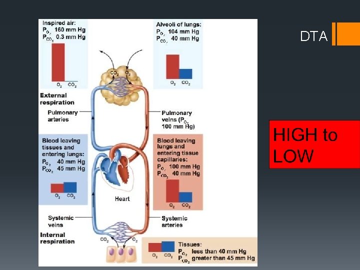 Gas exchange internal and external respiration Know how