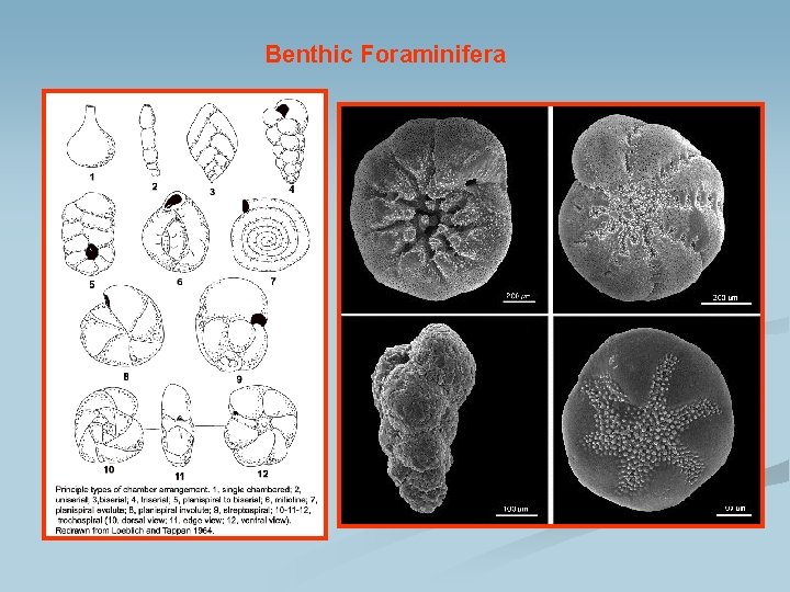 Micropaleontology By Prof Dr Salah N Ayyad Lecture