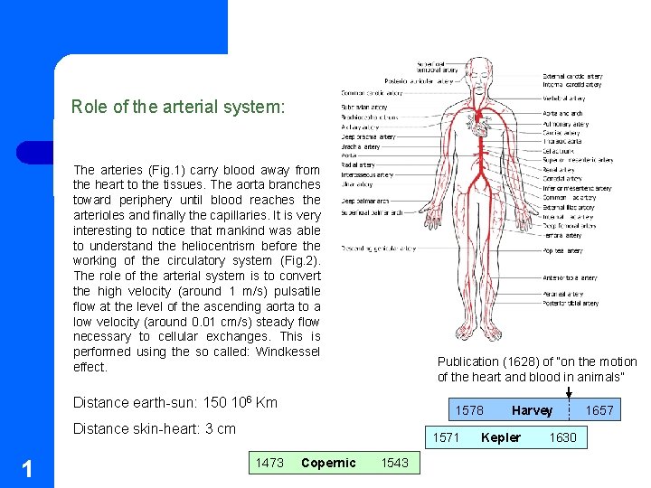 Role of the arterial system The arteries Fig