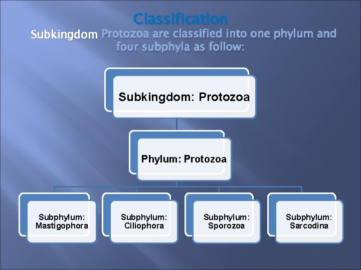 1 Subkingdom Protozoa This subkingdom includes a single