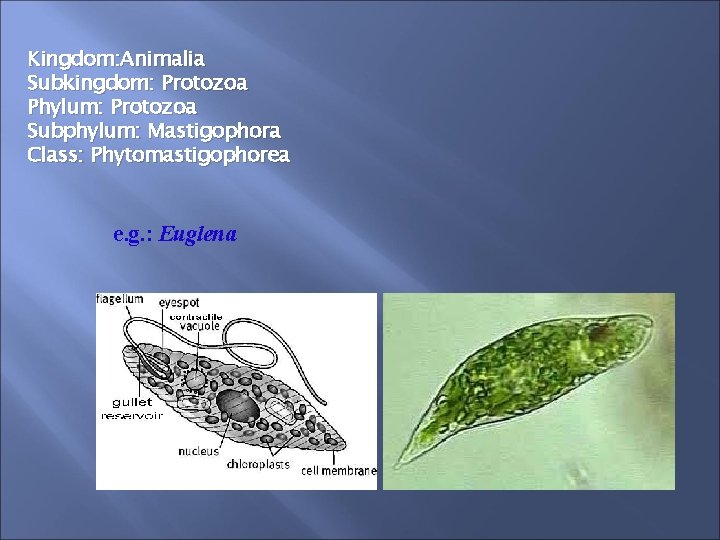 1 Subkingdom Protozoa This subkingdom includes a single