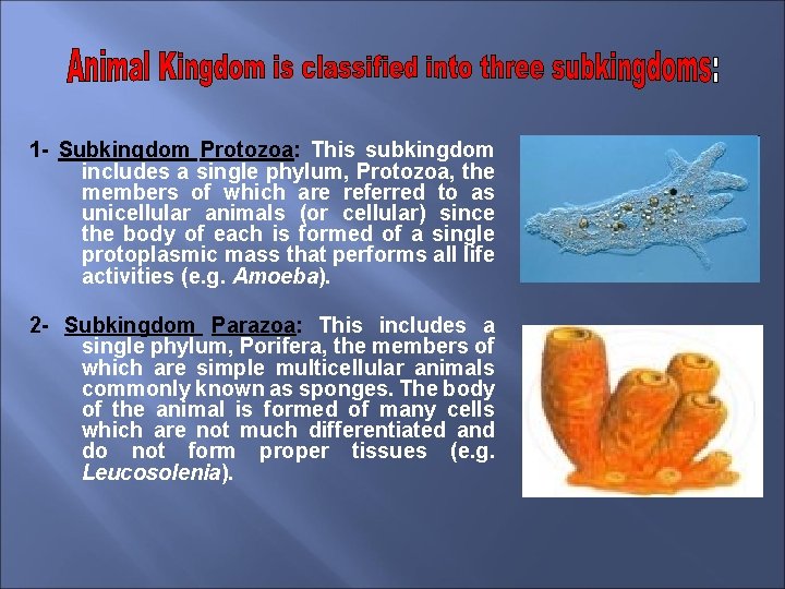 1 Subkingdom Protozoa This subkingdom includes a single