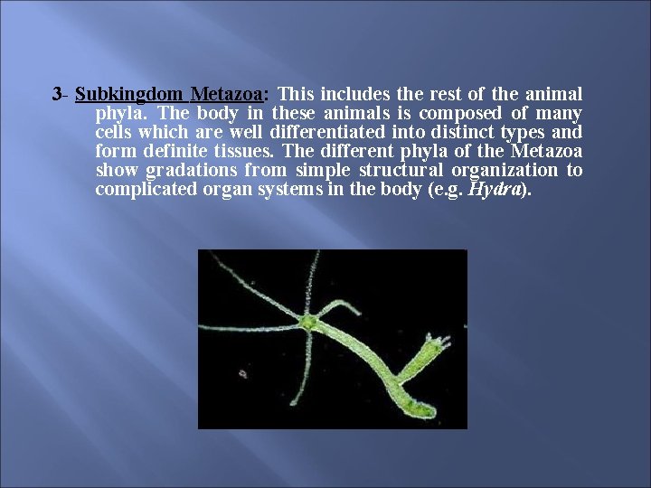 1 Subkingdom Protozoa This subkingdom includes a single