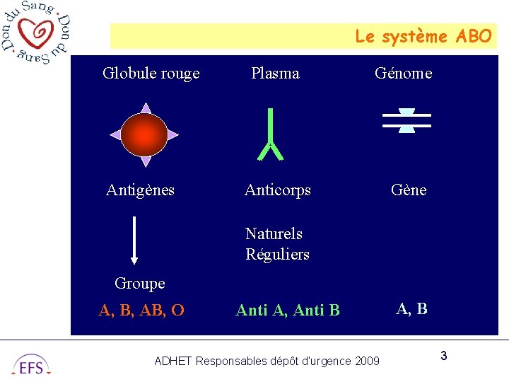 IMMUNOHEMATOLOGIE et TRANSFUSION Dr Dominique MATHIEUDAUD ADHET ...