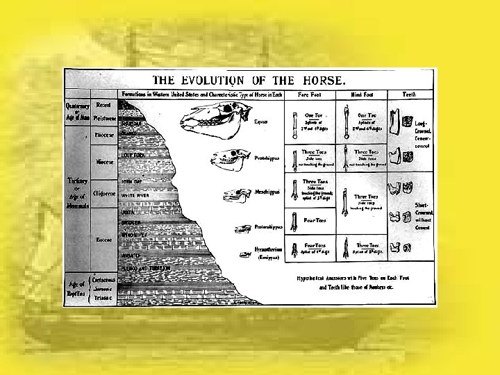 MODELOS EVOLUTIVOS GRADUALISMO Y EQUILIBRIO PUNTUADO Gradualism or