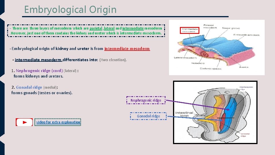 DEVELOPMENT OF THE KIDNEYS 2 Embryology 436 MEDICINE