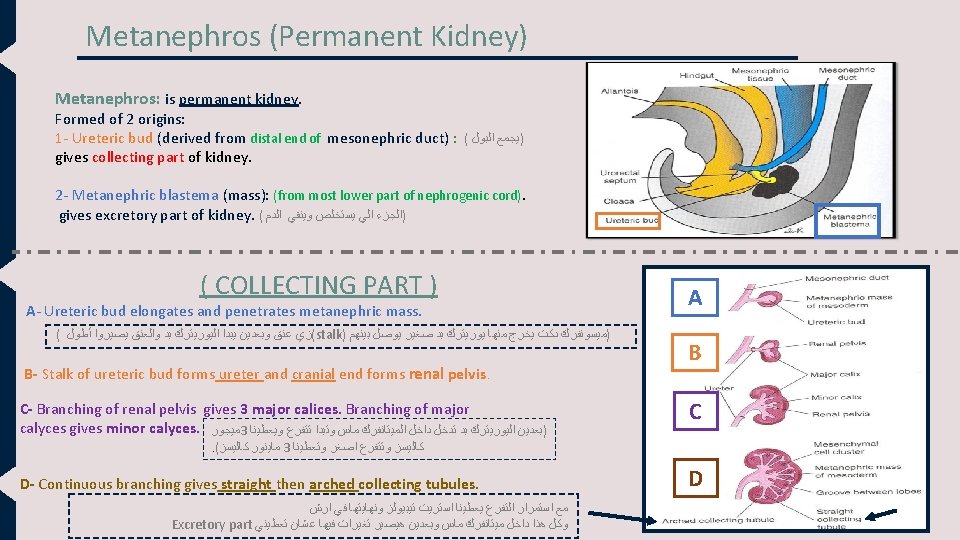 DEVELOPMENT OF THE KIDNEYS 2 Embryology 436 MEDICINE
