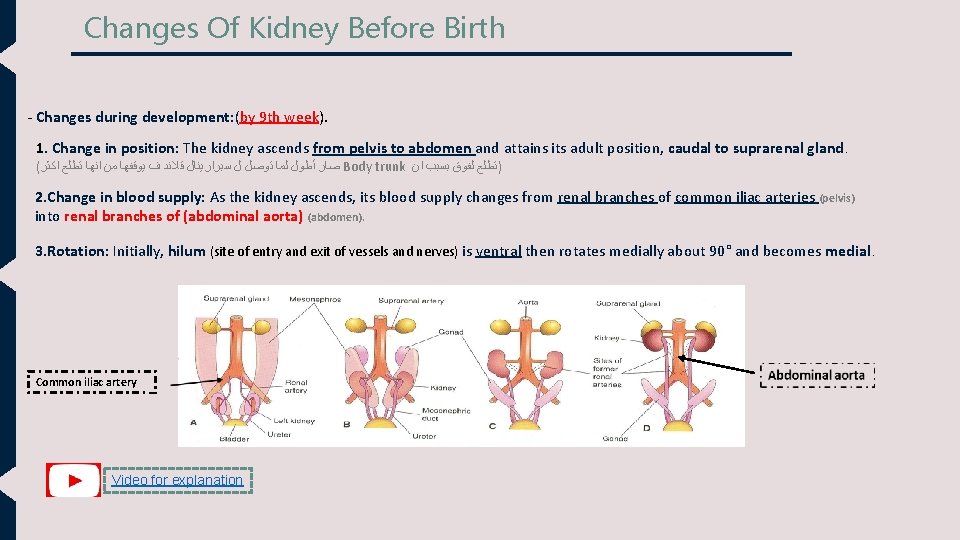 DEVELOPMENT OF THE KIDNEYS 2 Embryology 436 MEDICINE