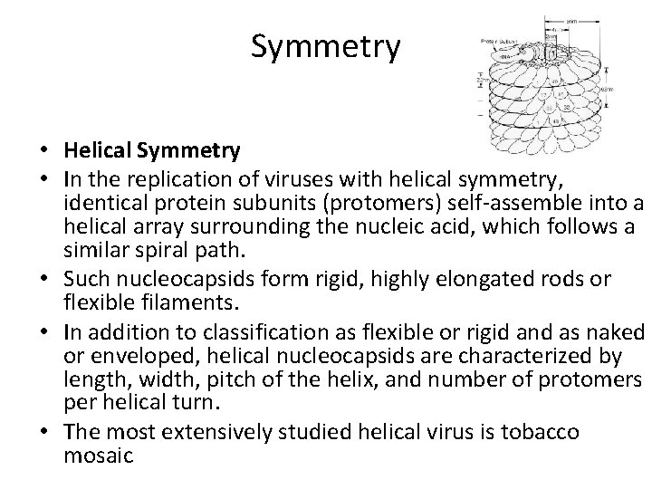 General characteristics of viruses Viruses may be regarded