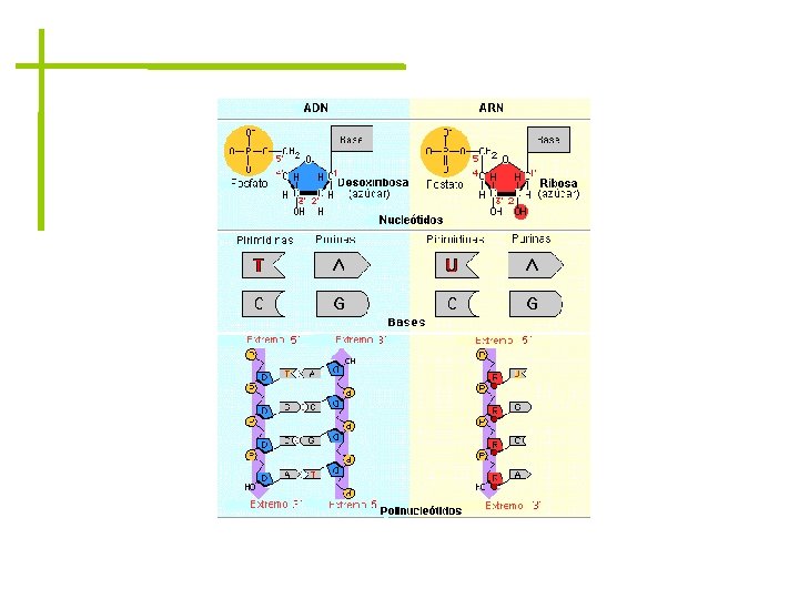 TEMA 5 LOS GENES EN ACCIN Transcripcin y