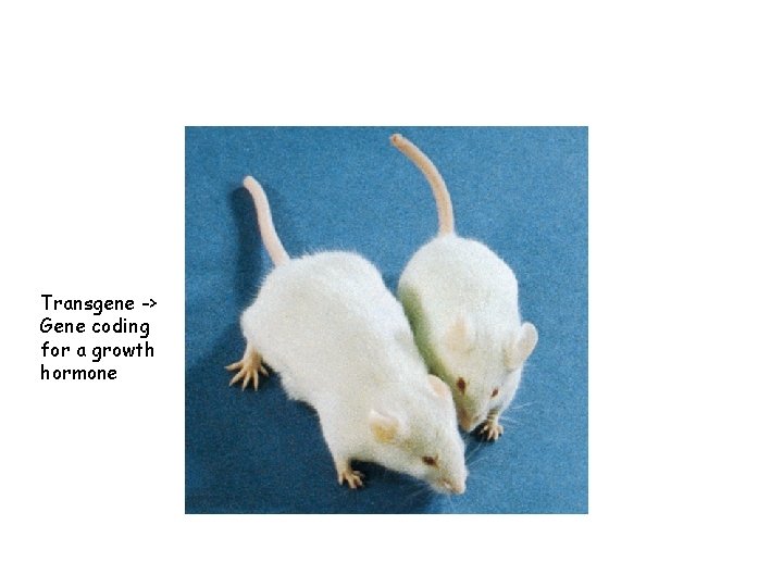 Animal Biotechnology Transgenics are genetically modified organisms with