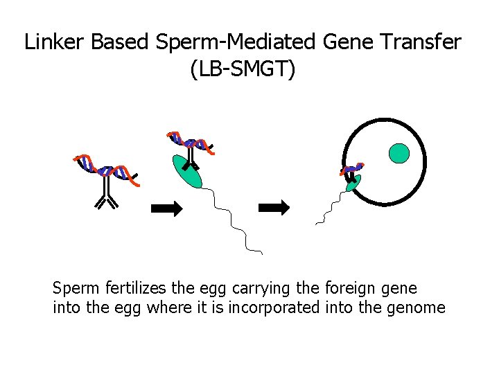 Animal Biotechnology Transgenics are genetically modified organisms with