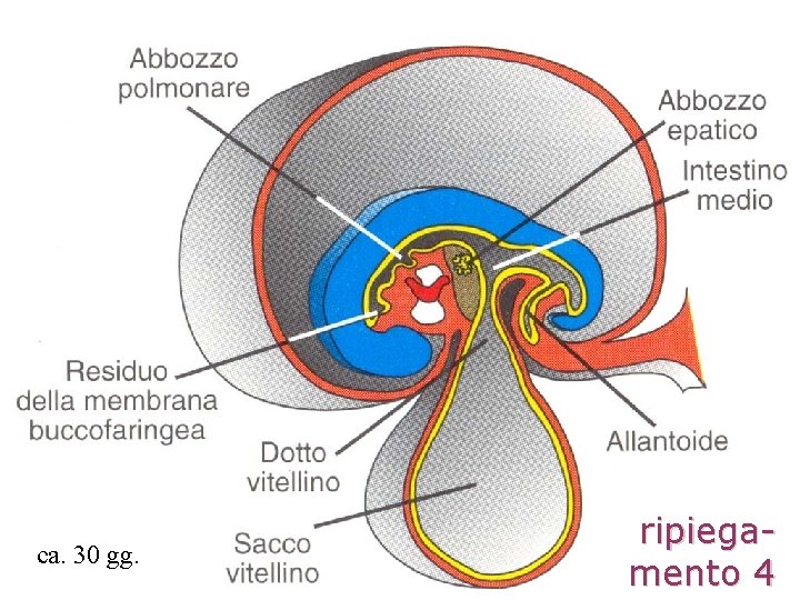 derivati dei foglietti germinativi apparato respiratorio tubo digerente