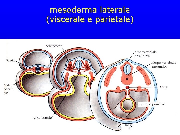 derivati dei foglietti germinativi apparato respiratorio tubo digerente
