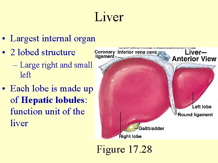 Accessory Organs Pancreas Liver and Gallbladder Pancreas Secretes