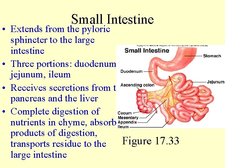 Accessory Organs Pancreas Liver and Gallbladder Pancreas Secretes