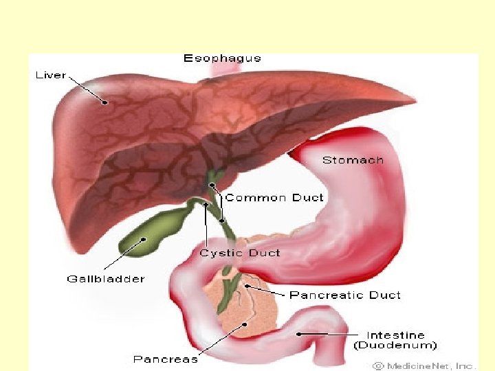 Accessory Organs Pancreas Liver and Gallbladder Pancreas Secretes