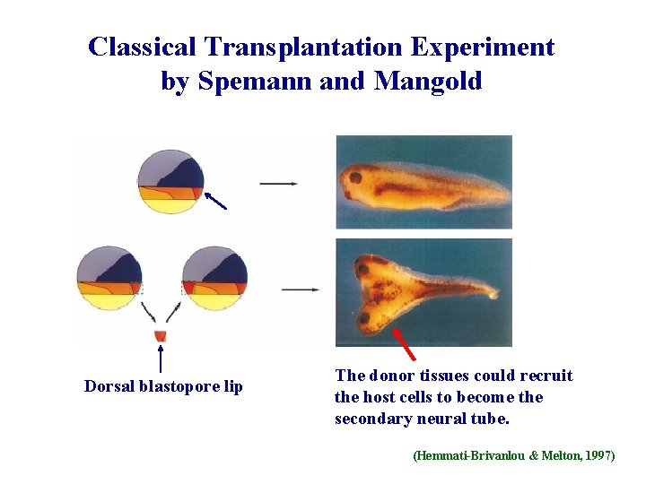 Gilbert 1991 Major Steps in Neural Differentiation Competence