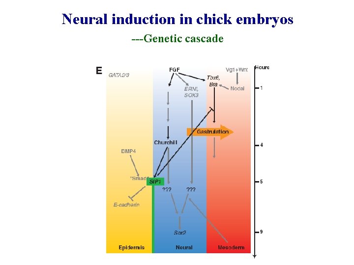 Gilbert 1991 Major Steps in Neural Differentiation Competence