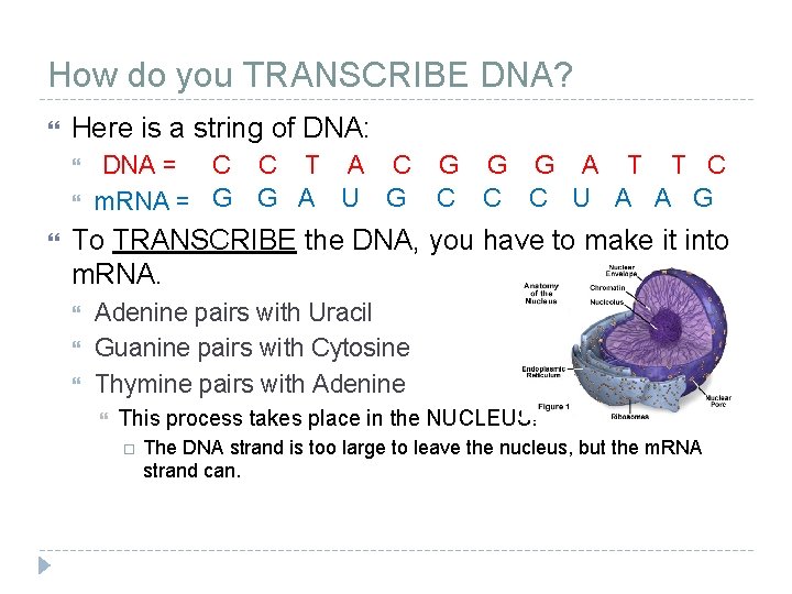 FINAL SPRING REVIEW What is an investigative question