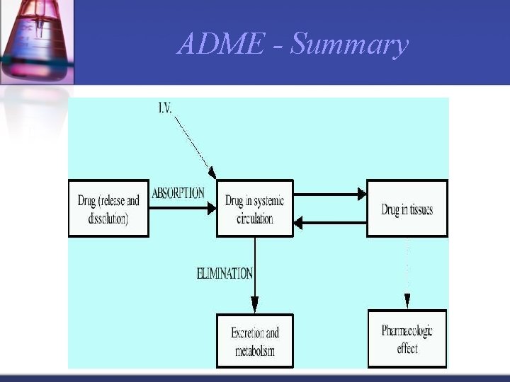 PHARMACOKINETICS What the body does to the drug
