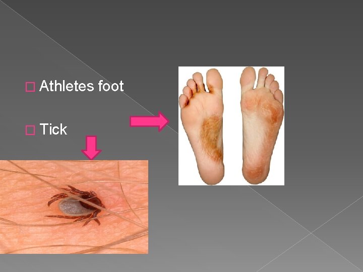 Habitat Vs Niche HABITAT THE ORGANISMS HOME Alpine