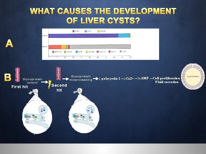 CLINICAL MANAGEMENT OF POLYCYSTIC LIVER DISEASE By Amr