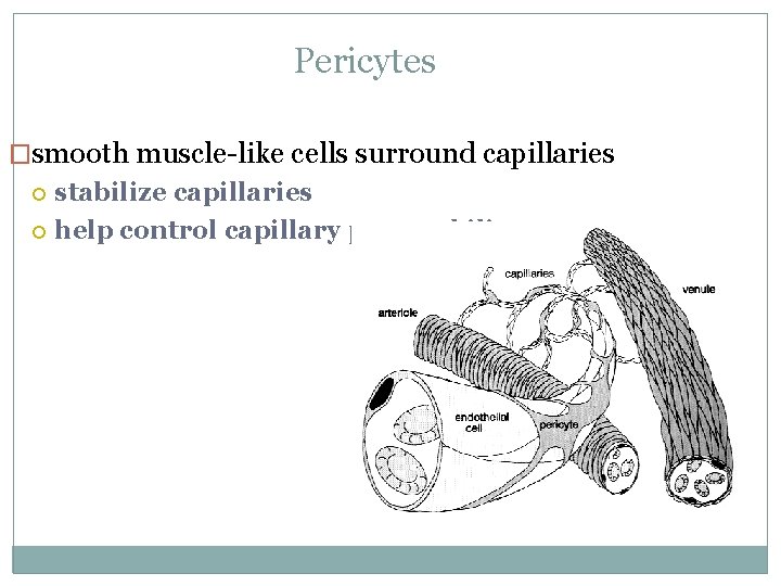 BLOOD VESSELS HONORS ANATOMY PHYSIOLOGY CHAPTER 19 BLOOD