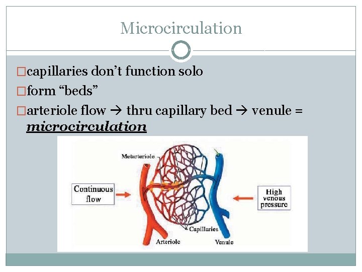 BLOOD VESSELS HONORS ANATOMY PHYSIOLOGY CHAPTER 19 BLOOD