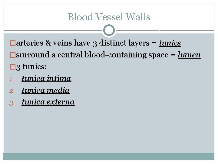 BLOOD VESSELS HONORS ANATOMY PHYSIOLOGY CHAPTER 19 BLOOD