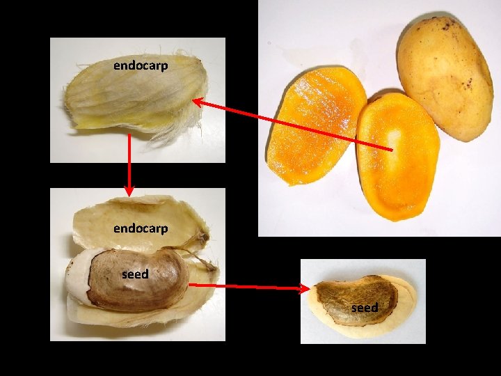 Fruits Matured and ripened ovaries Holds and protects