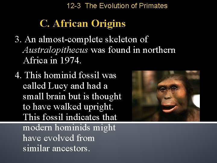 12 3 The Evolution of Primates A Primates