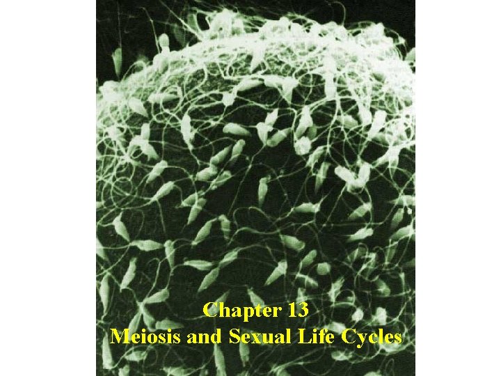 Chapter 13 Meiosis and Sexual Life Cycles Life