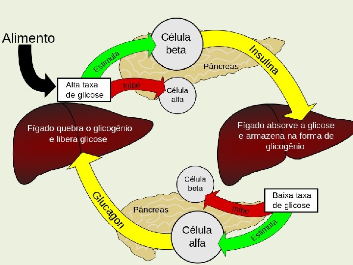 GLICOGNESE E GLICOGENLISE Glicognese Processo bioqumico que transforma