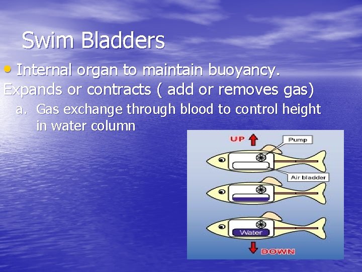 Animals of the Pelagic Environment Staying above the