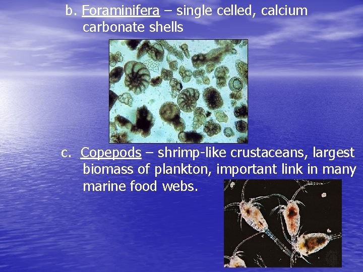 Animals of the Pelagic Environment Staying above the
