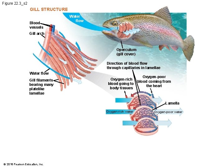 CAMPBELL BIOLOGY CONCEPTS CONNECTIONS NINTH EDITION Power Point