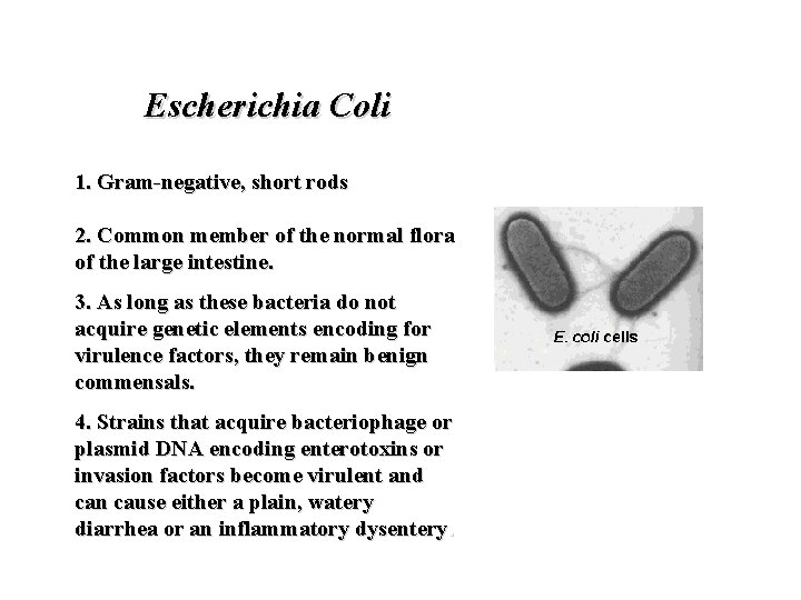 Escherichia coli and Salmonella Shuzo Kaneko Andrea Tu