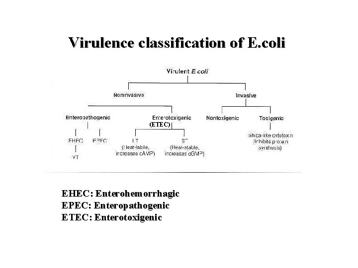 Escherichia coli and Salmonella Shuzo Kaneko Andrea Tu