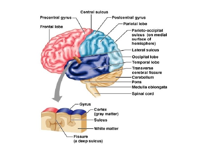 Sulci sulcus grooves on surface of cerebrum Gyri