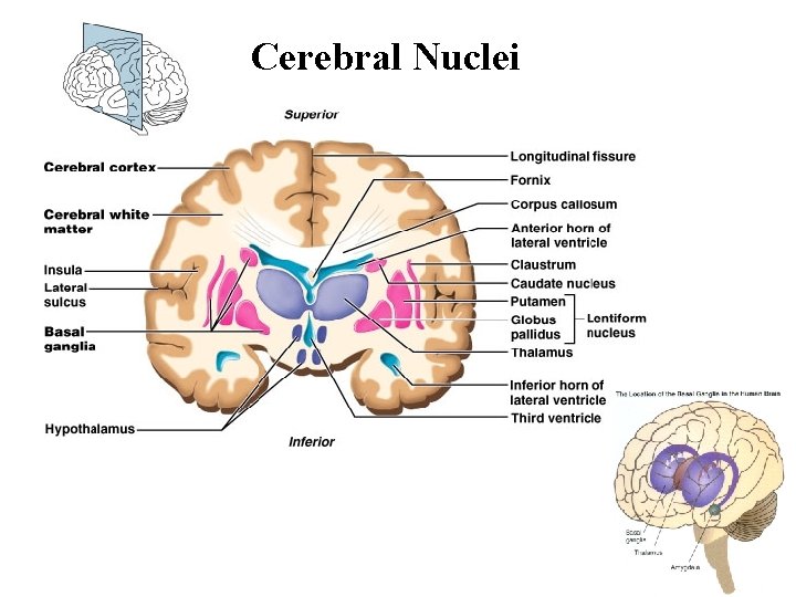 Sulci sulcus grooves on surface of cerebrum Gyri