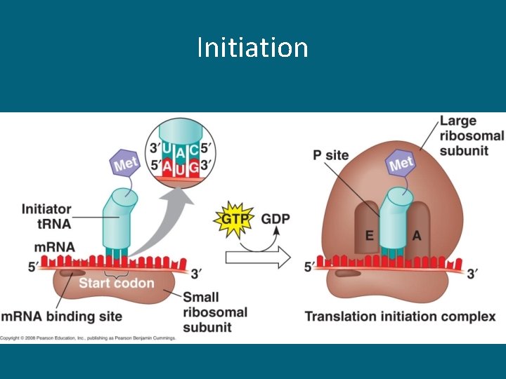 Chapter 17 AP Biology From Gene to Protein