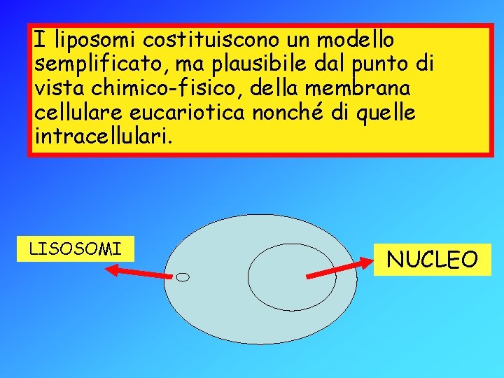 I lipidi di membrana presentano una struttura di