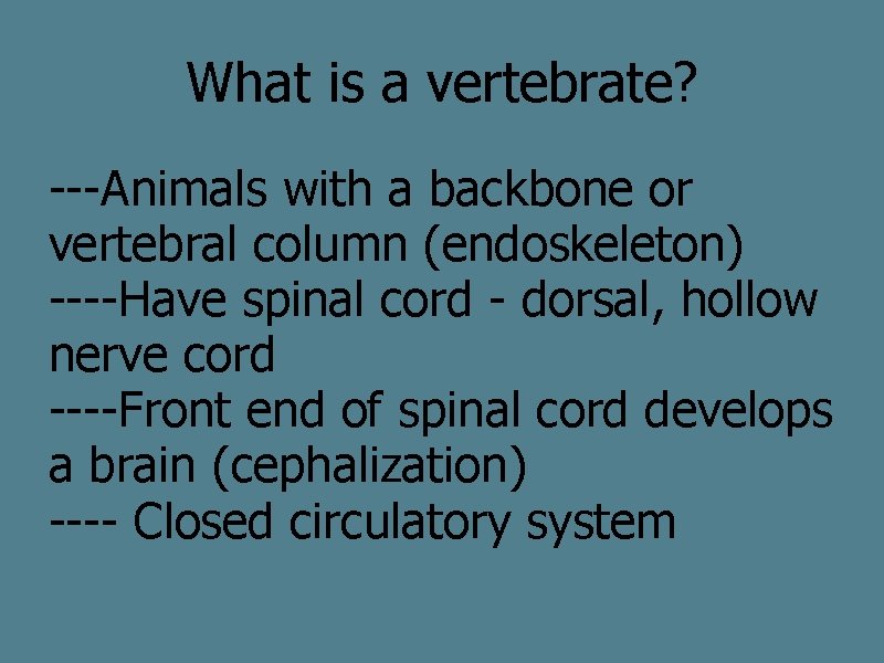 What is a vertebrate Animals with a backbone
